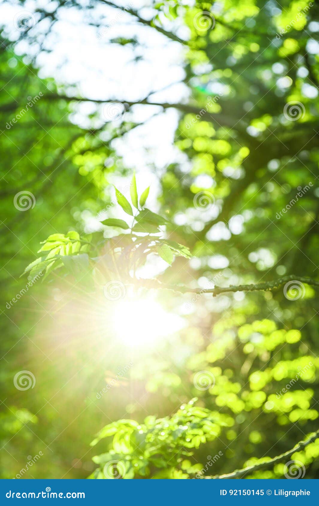 Sun Rays and Fresh Green Leaves. Spring Time Nature Background Stock ...