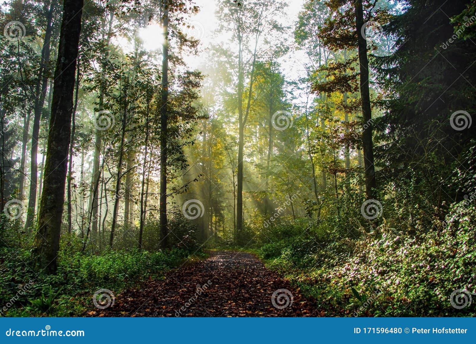 Sun Rays Glowing during Sunrise after a Foggy Night in the Forrest ...