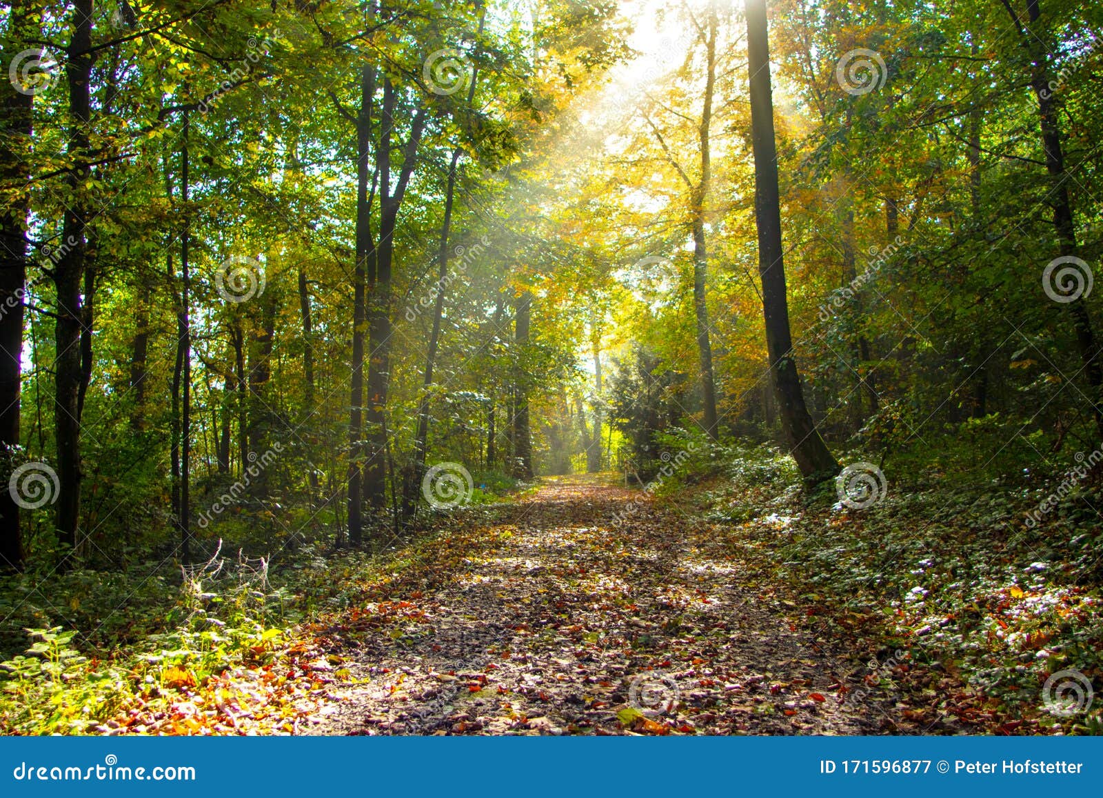 Sun Rays Glowing during Sunrise after a Foggy Night in the Forrest ...