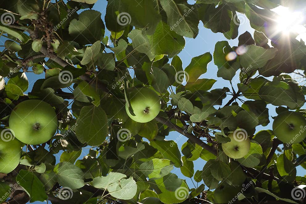 Sun Rays Go through Apple Tree Leafs Stock Image - Image of large ...