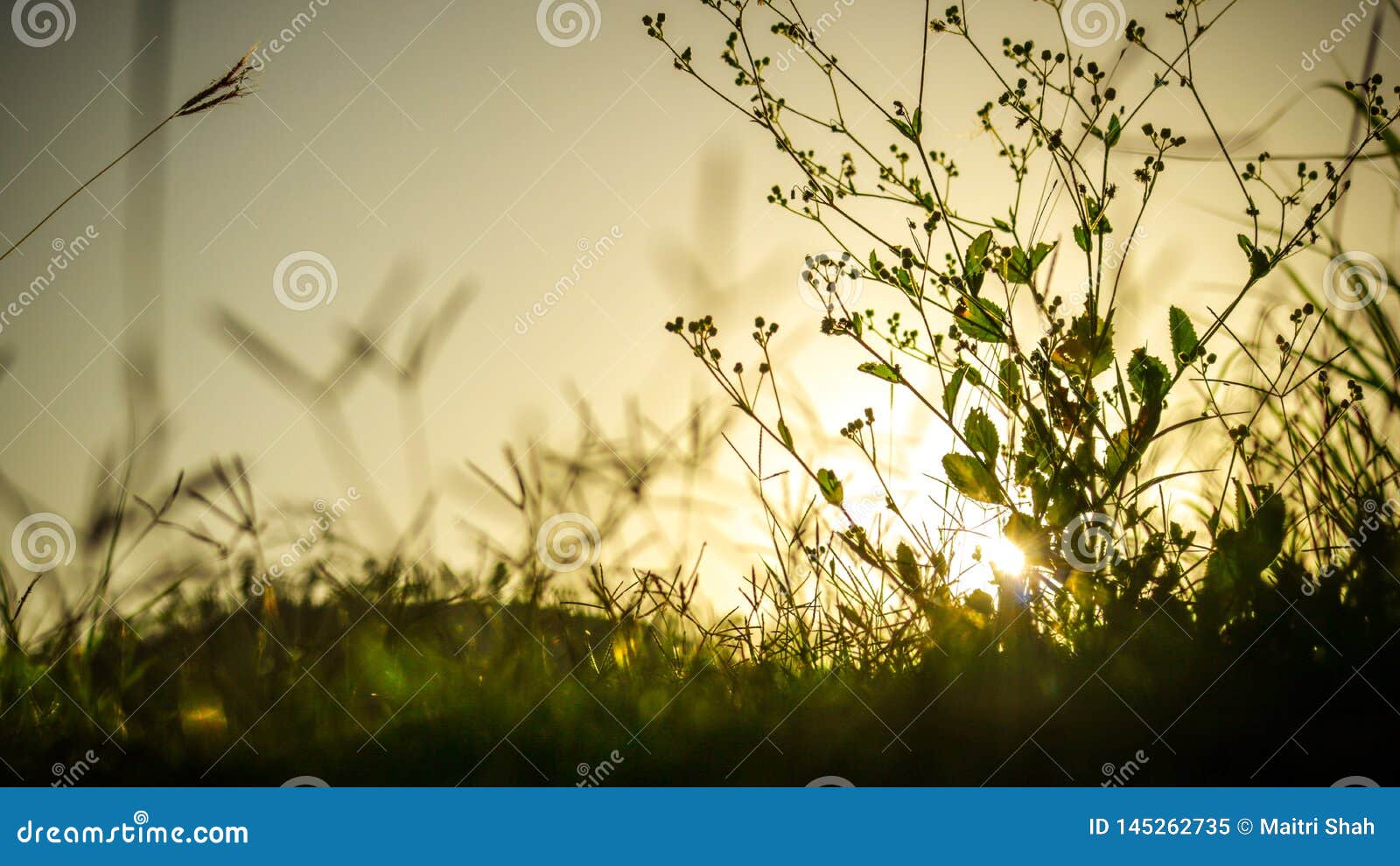 Sun Rays and Grass in Beautiful Landscape Stock Image - Image of rural ...