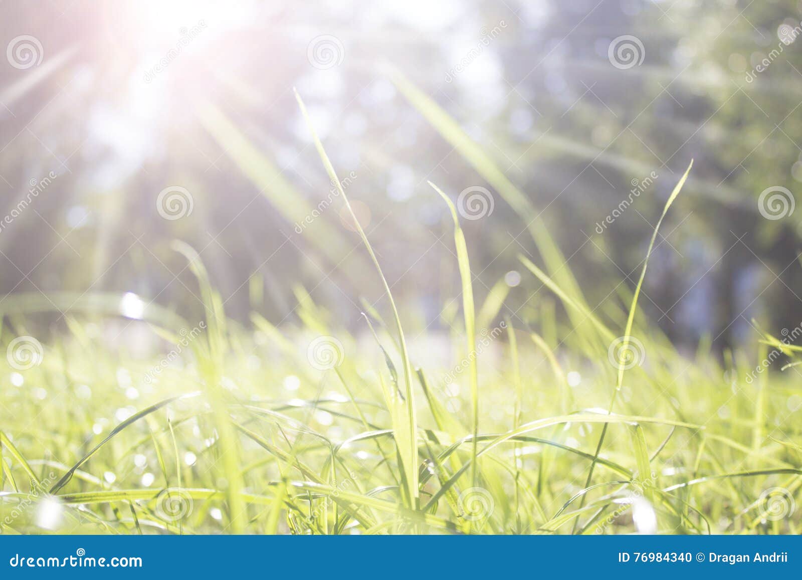 Sun Rays on the Grass in the Park Stock Photo - Image of green, meadow ...