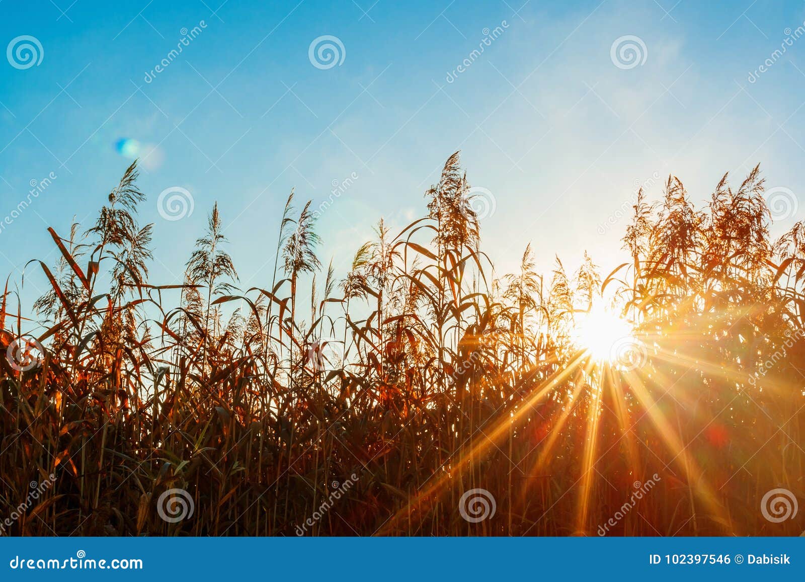 Sun Rays through the Grass. Sunlight Background Light Stock Photo ...