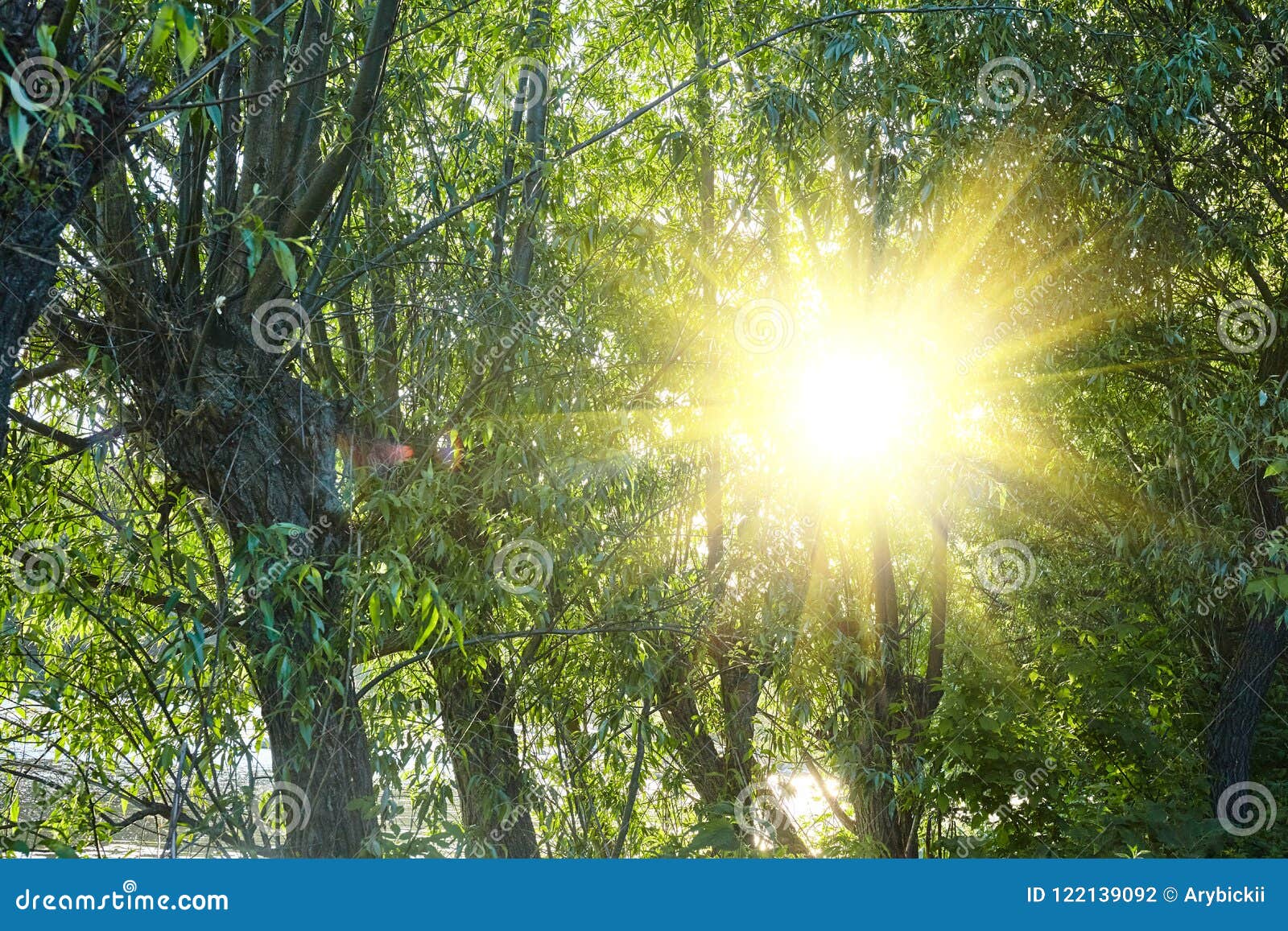 Sun rays and green tree stock photo. Image of nature - 122139092