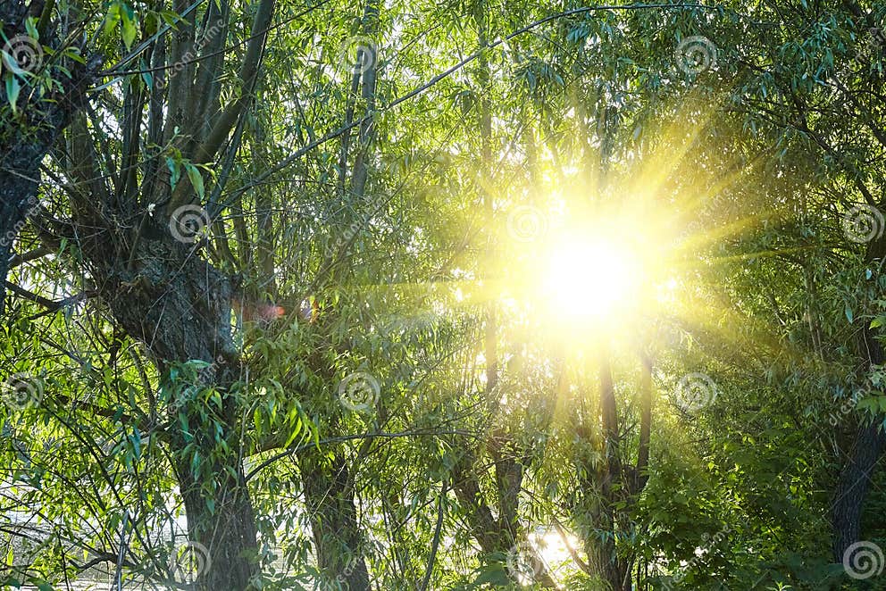 Sun rays and green tree stock photo. Image of nature - 122139092