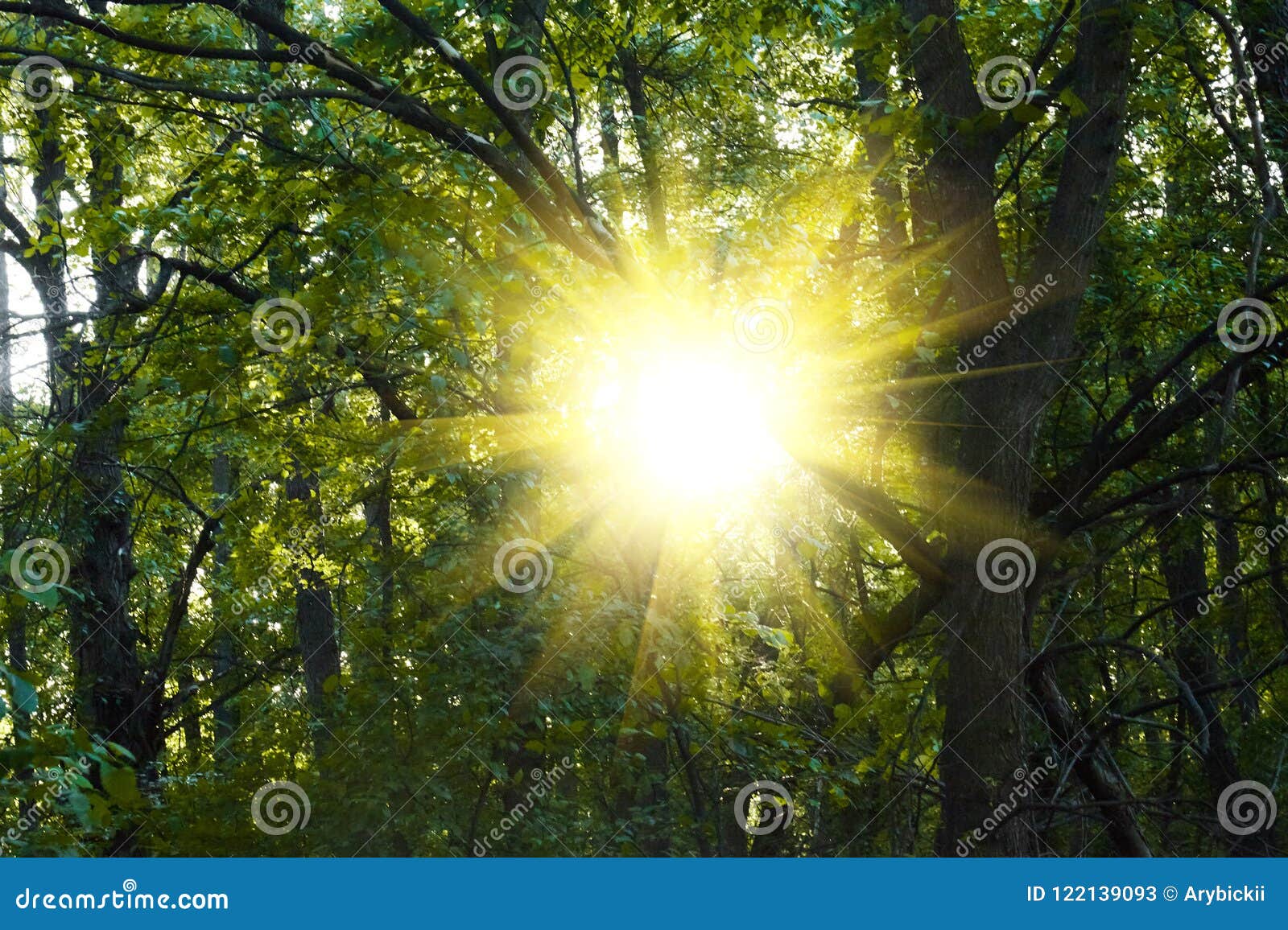 Sun rays and green tree stock image. Image of rays, sunlight - 122139093