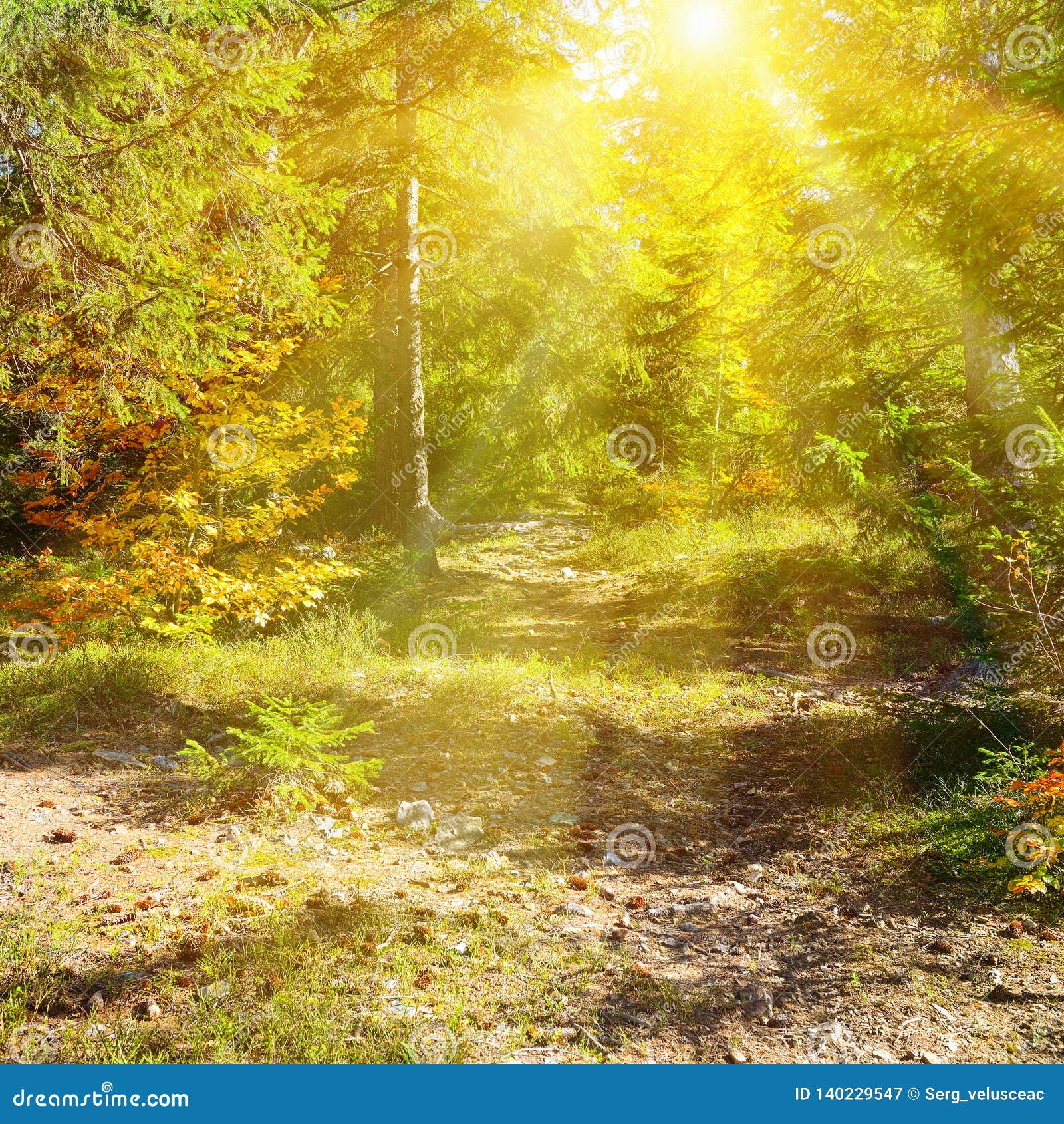 Sun Rays Illuminate Autumn Forest Stock Image - Image of nature ...