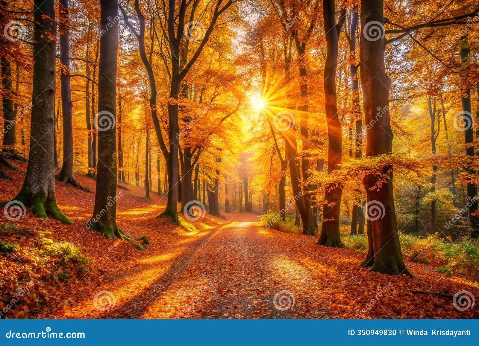 Sun Rays Illuminate Autumn Forest Path Stock Illustration ...