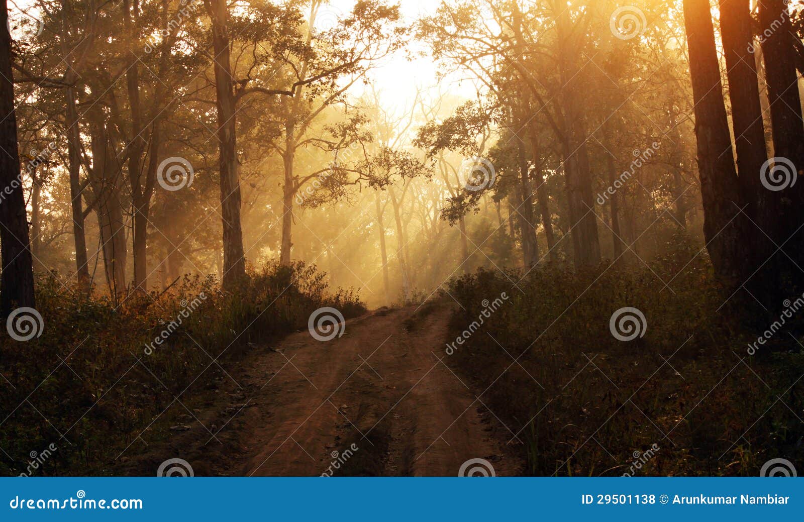 Sun Rays Inside a Misty Forest during Dawn Stock Photo - Image of ...