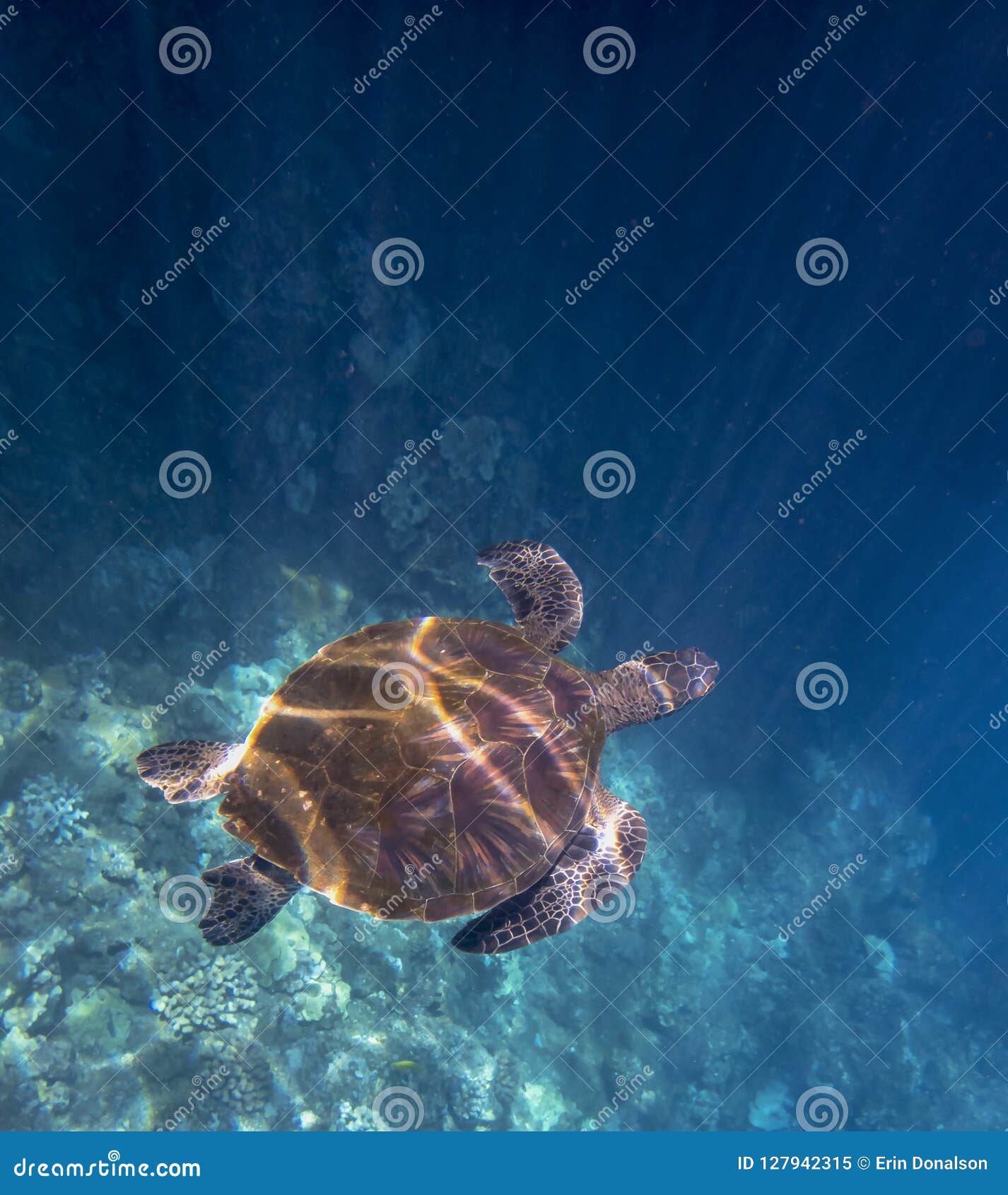 Sun Rays Land on Sea Turtle Shell Swimming Underwater Stock Image ...