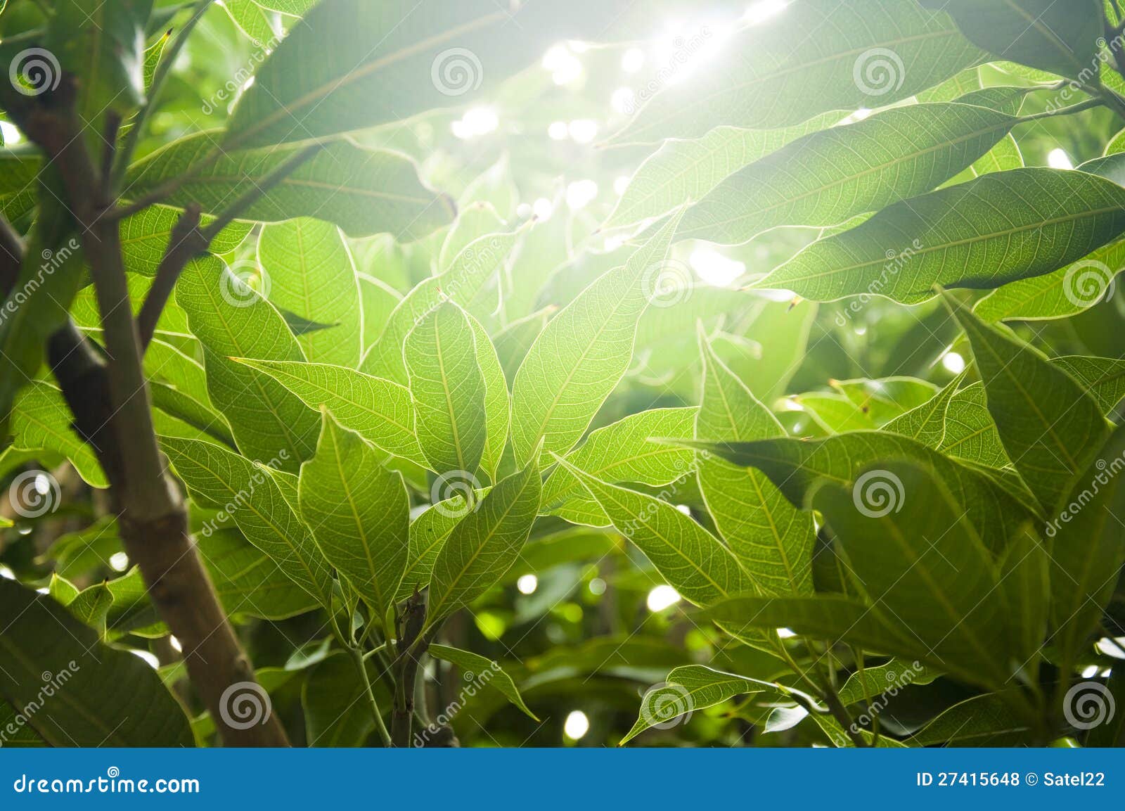 Sun-rays through leaves stock photo. Image of backgrounds - 27415648