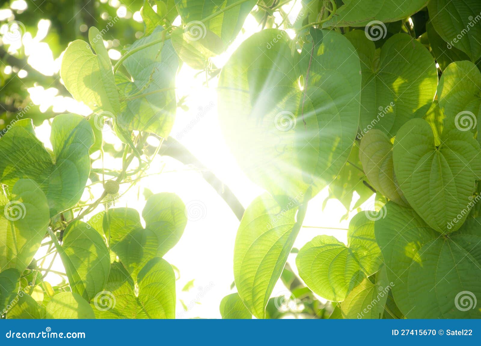 Sun-rays through leaves stock photo. Image of ecology - 27415670
