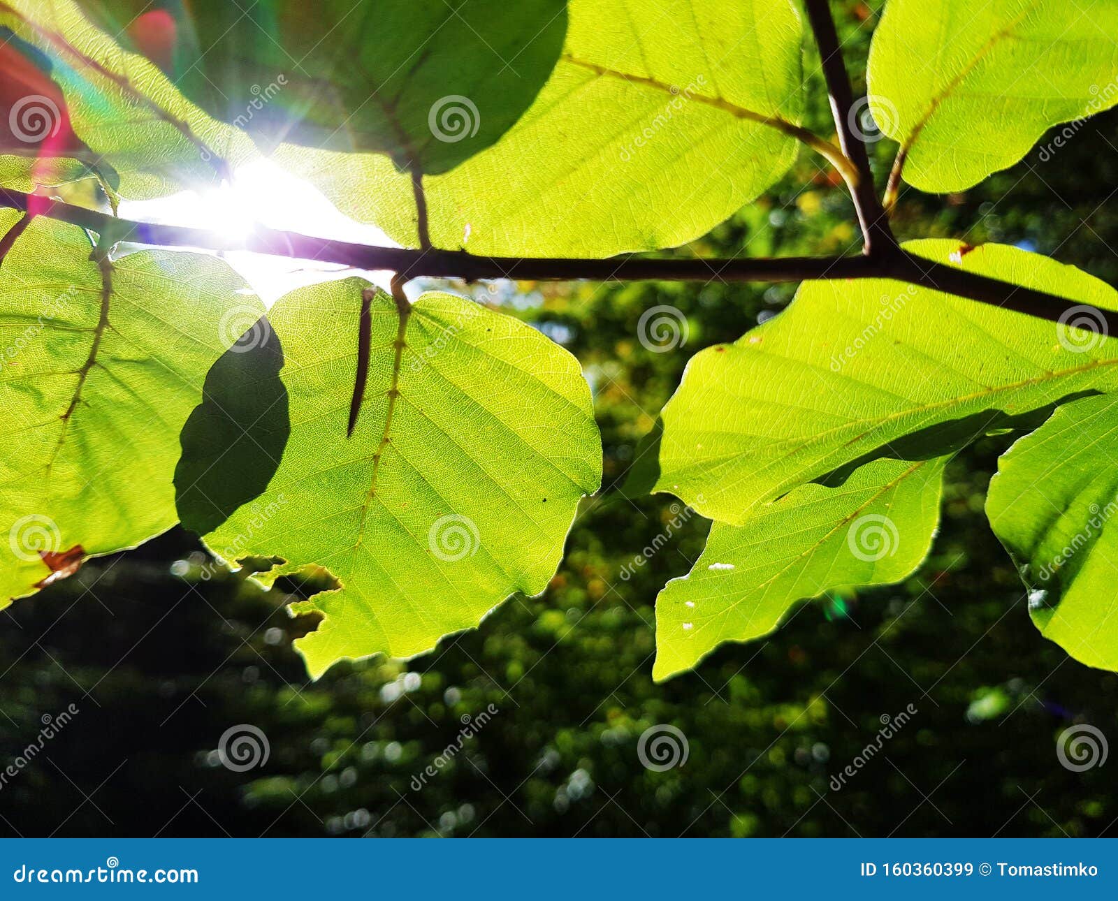 Sun Rays through the Leaves Stock Image - Image of macro, green: 160360399