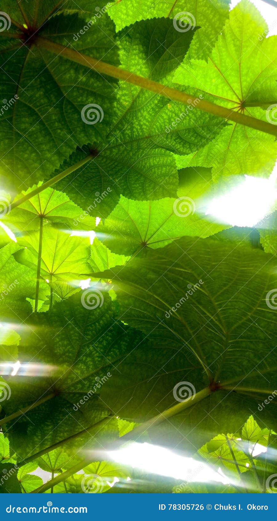 Sun Rays Through Leaves Of A Tree Stock Photo | CartoonDealer.com ...