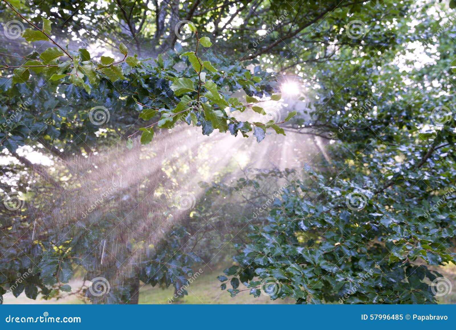Sun Rays through Leaves in the Rain Stock Image - Image of misty ...