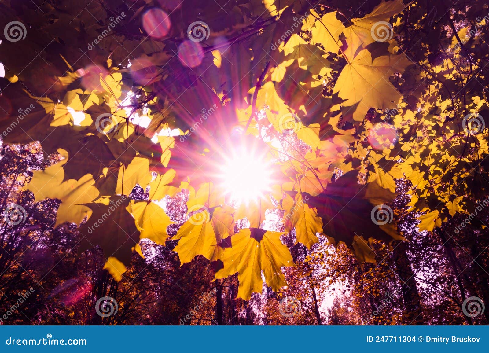 Sun rays through leaves stock photo. Image of romantic - 247711304
