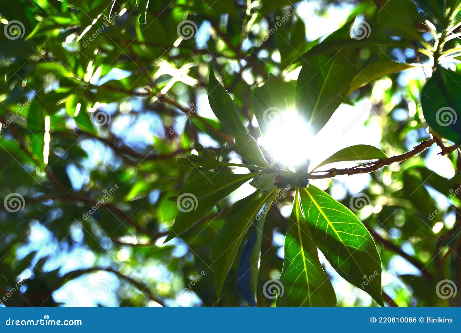 Sun Rays through Leaves stock photo. Image of foliage - 220810086