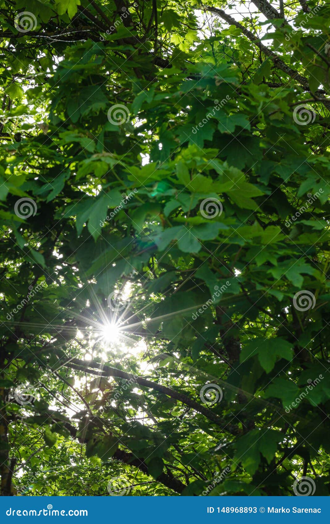 Sun Rays Through Leaves Of A Tree Stock Photo | CartoonDealer.com ...