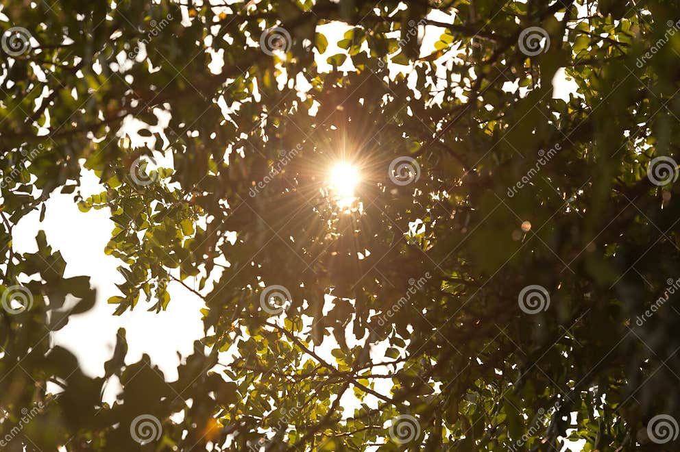Sun Rays through the Leaves of a Tree Stock Image - Image of flare ...