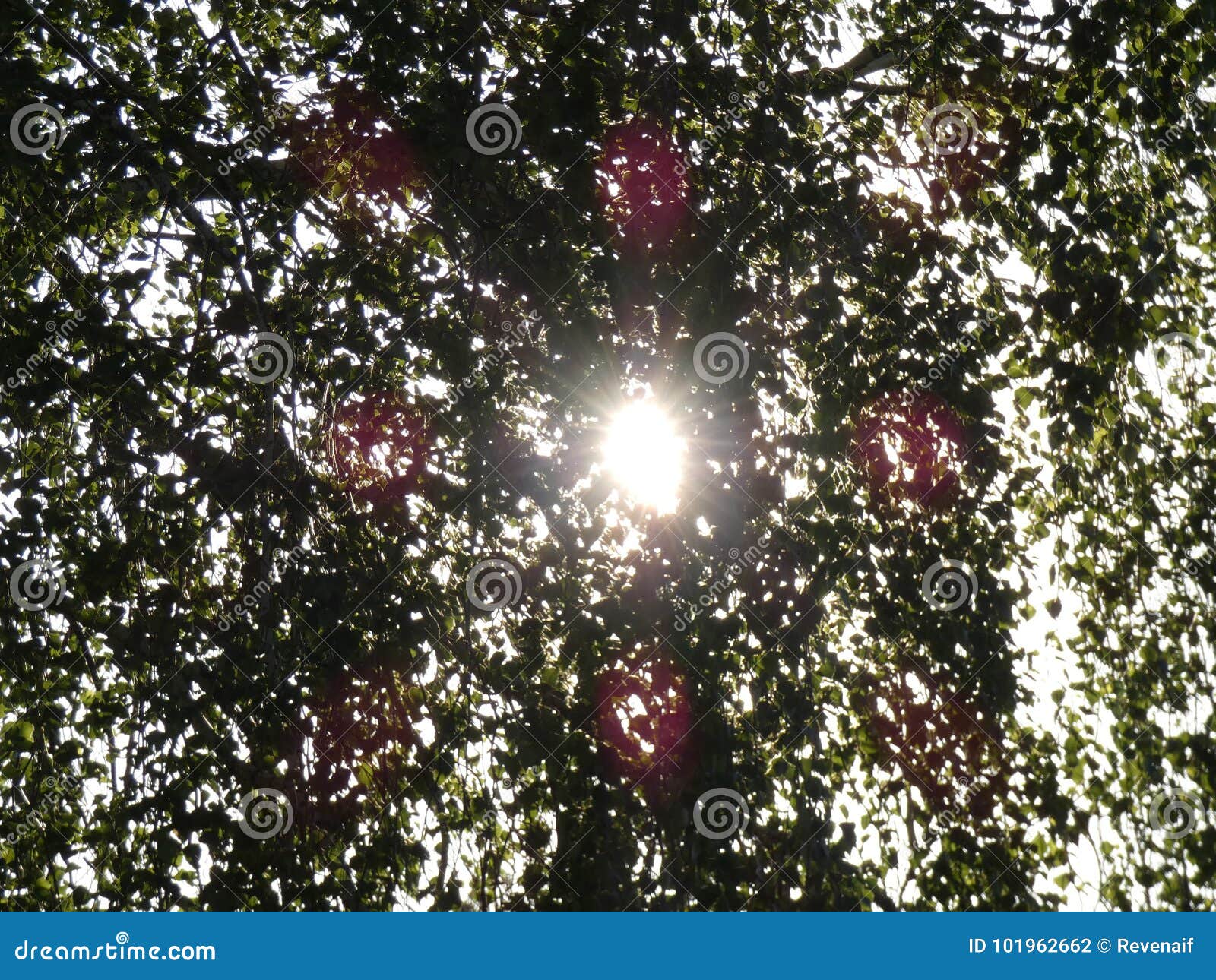 Sun Rays through Leaves of a Tree Stock Photo - Image of leaves, summer ...