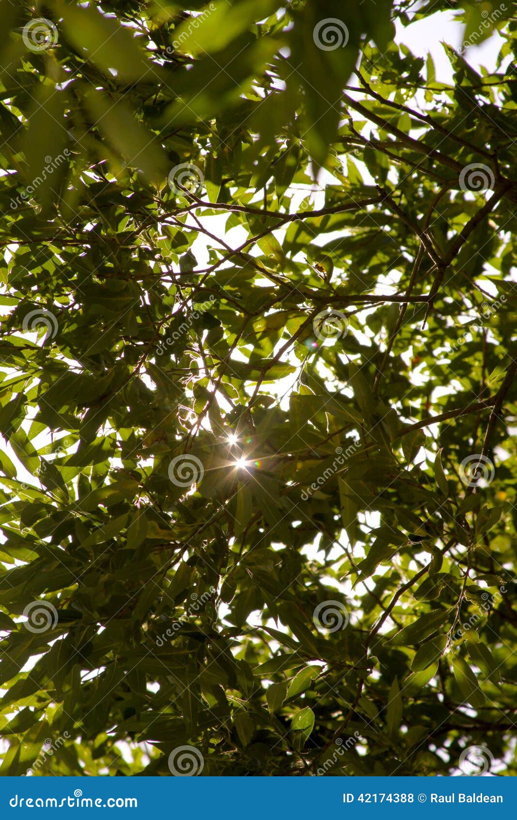 Sun Rays through Leaves of the Trees Stock Photo - Image of countryside ...