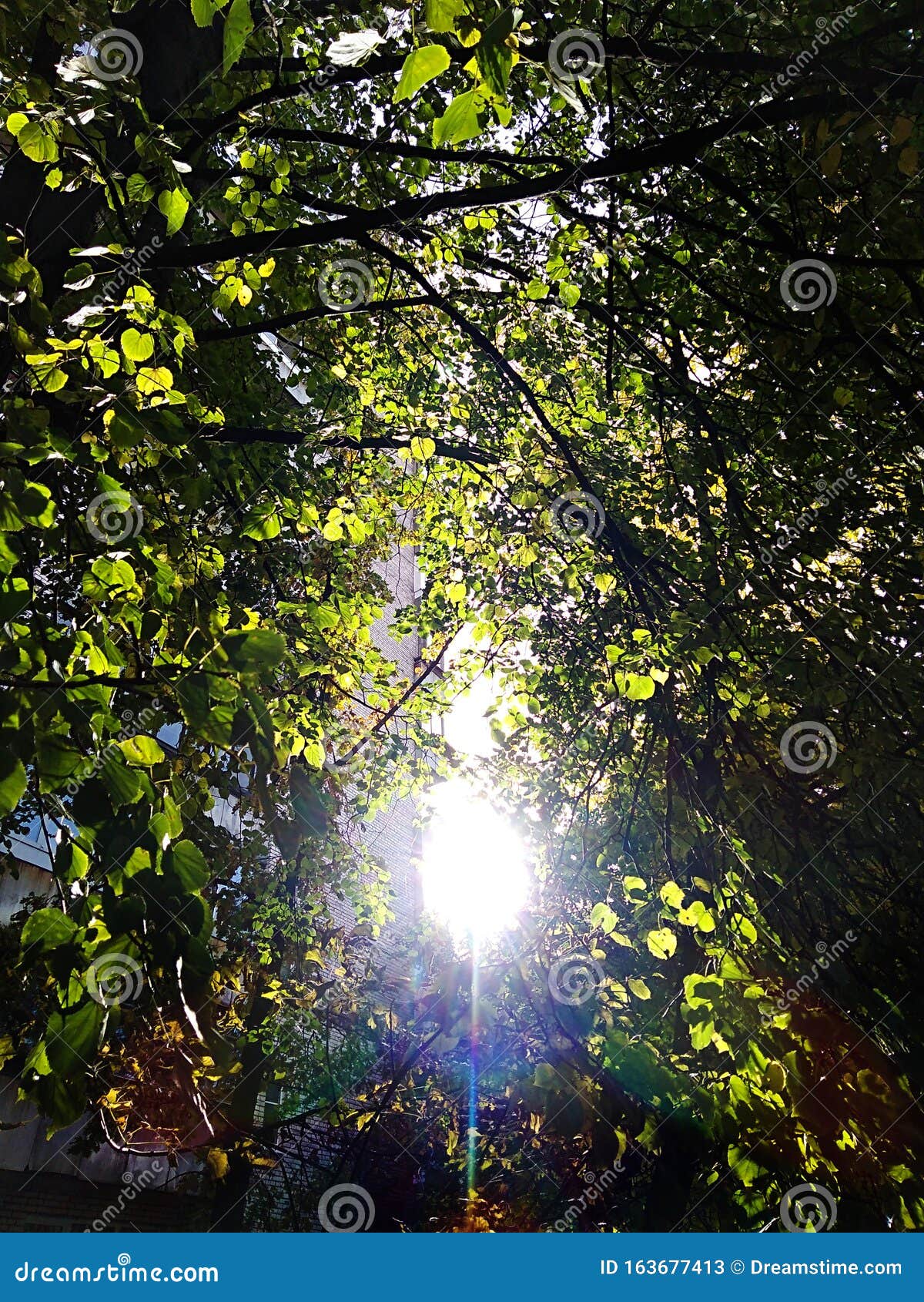 Sun Rays through the Leaves of Trees Stock Image - Image of midday ...