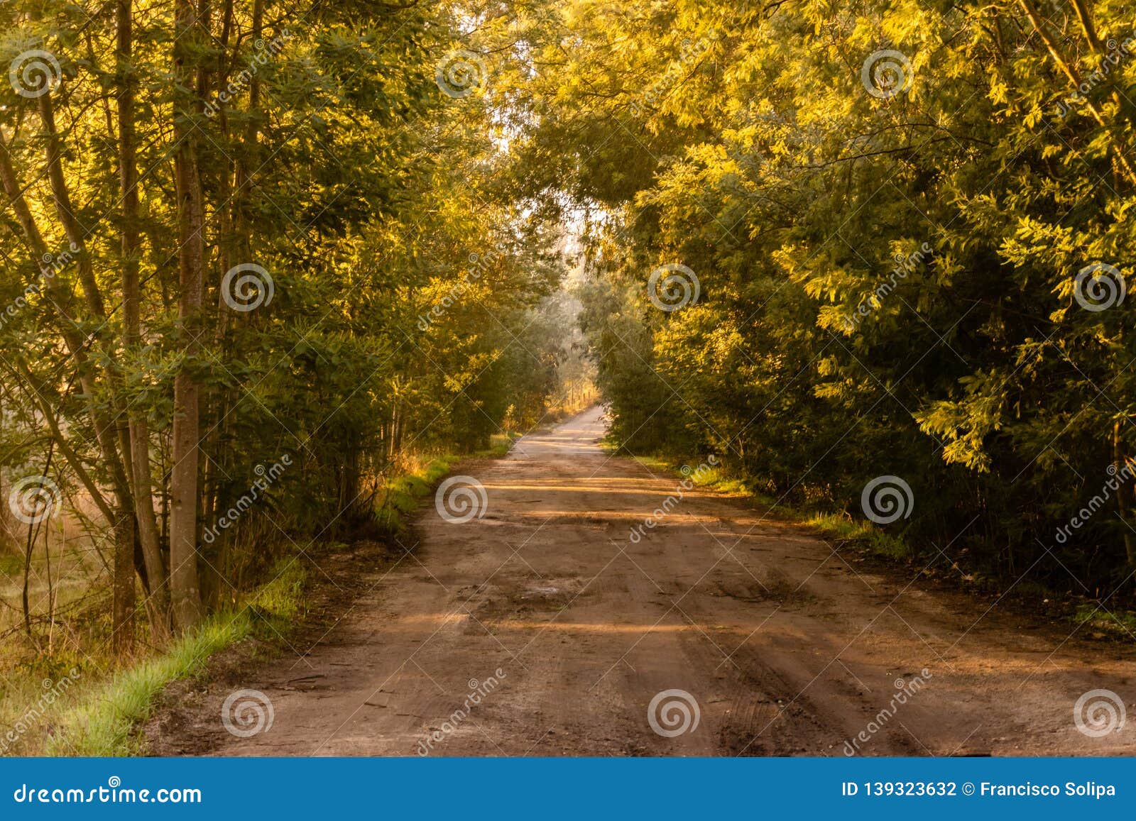 Sun Rays of Light in Autumn Forest with Path and Trees with Colourful ...