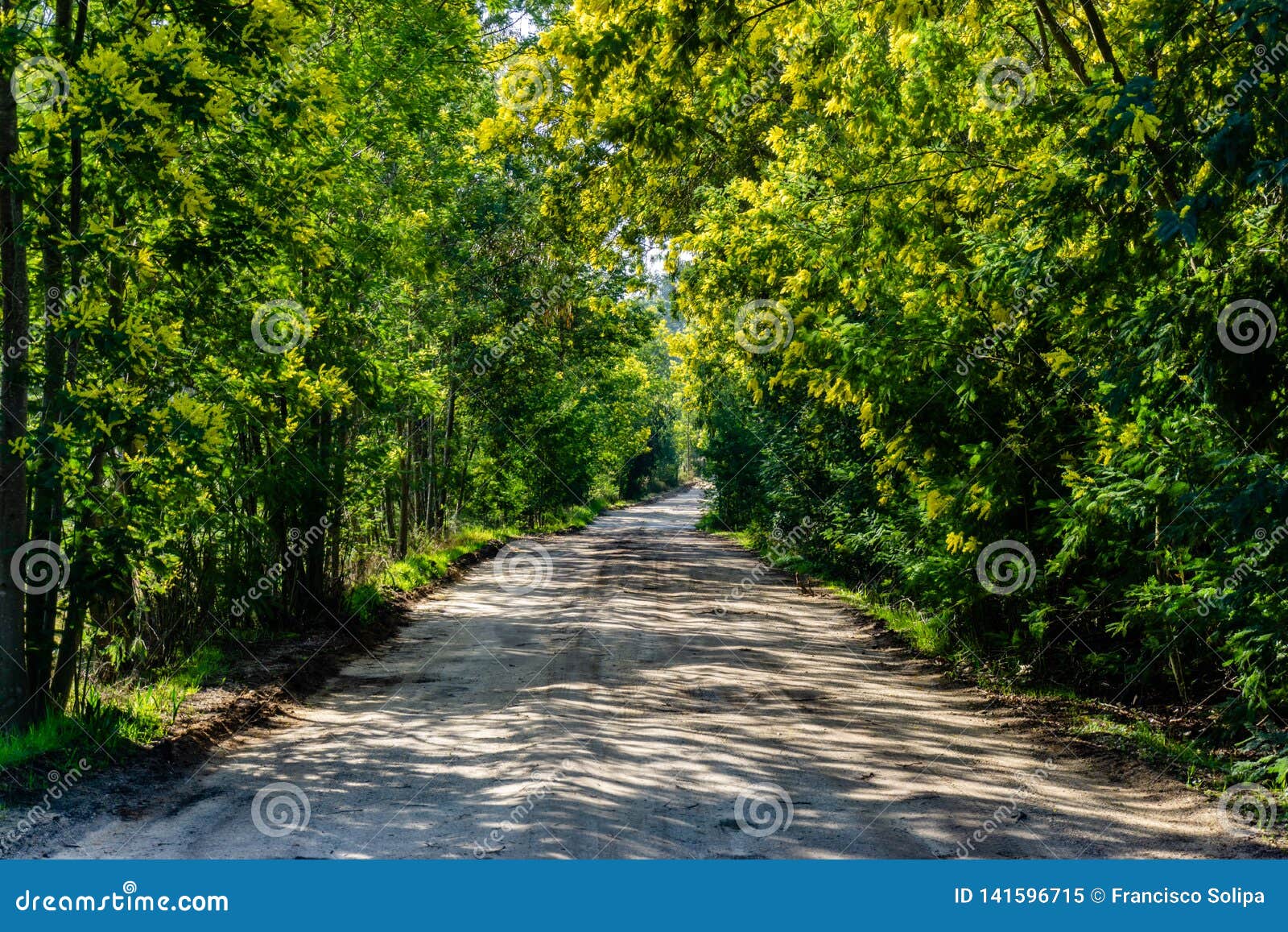 Sun Rays of Light in Autumn Forest with Path and Trees with Colourful ...