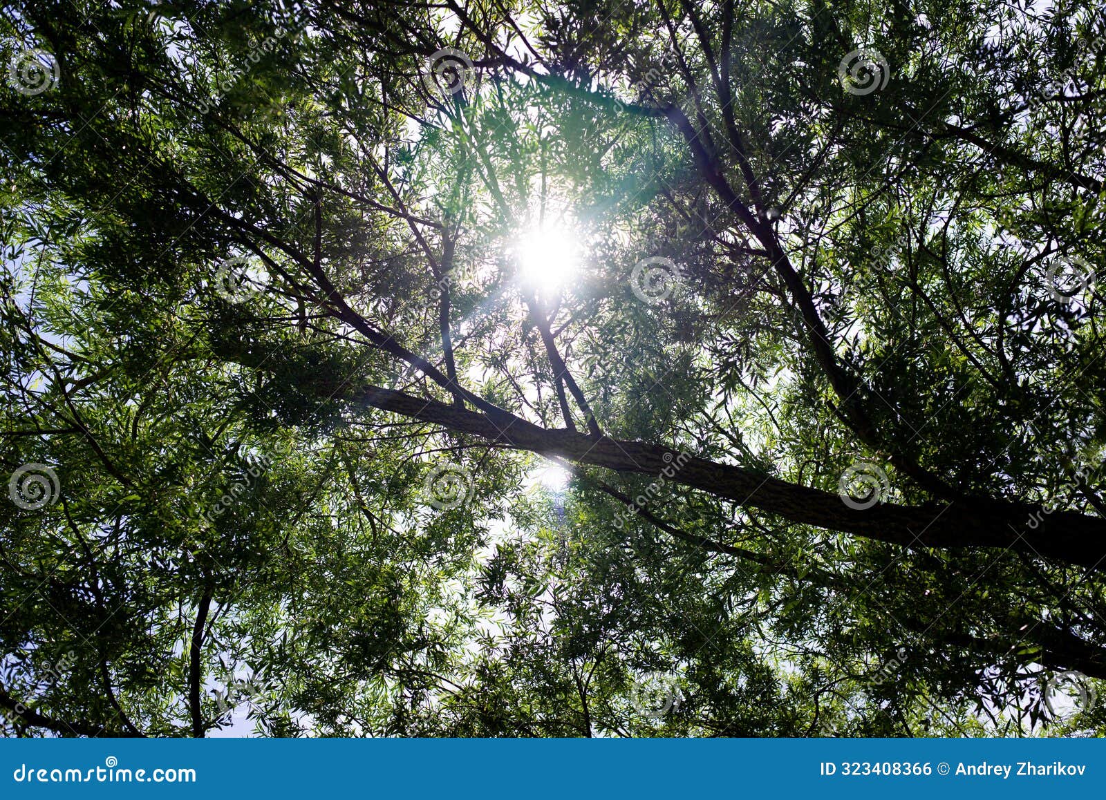 Sun Rays and Light Shining through Tree Branches. Trunk and Branches of ...