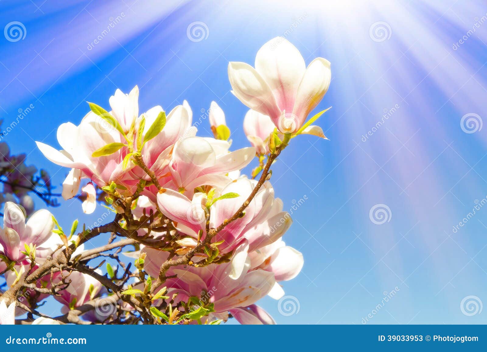 Sun Rays on a Magnolia Blossom Stock Image - Image of horizon, copy ...