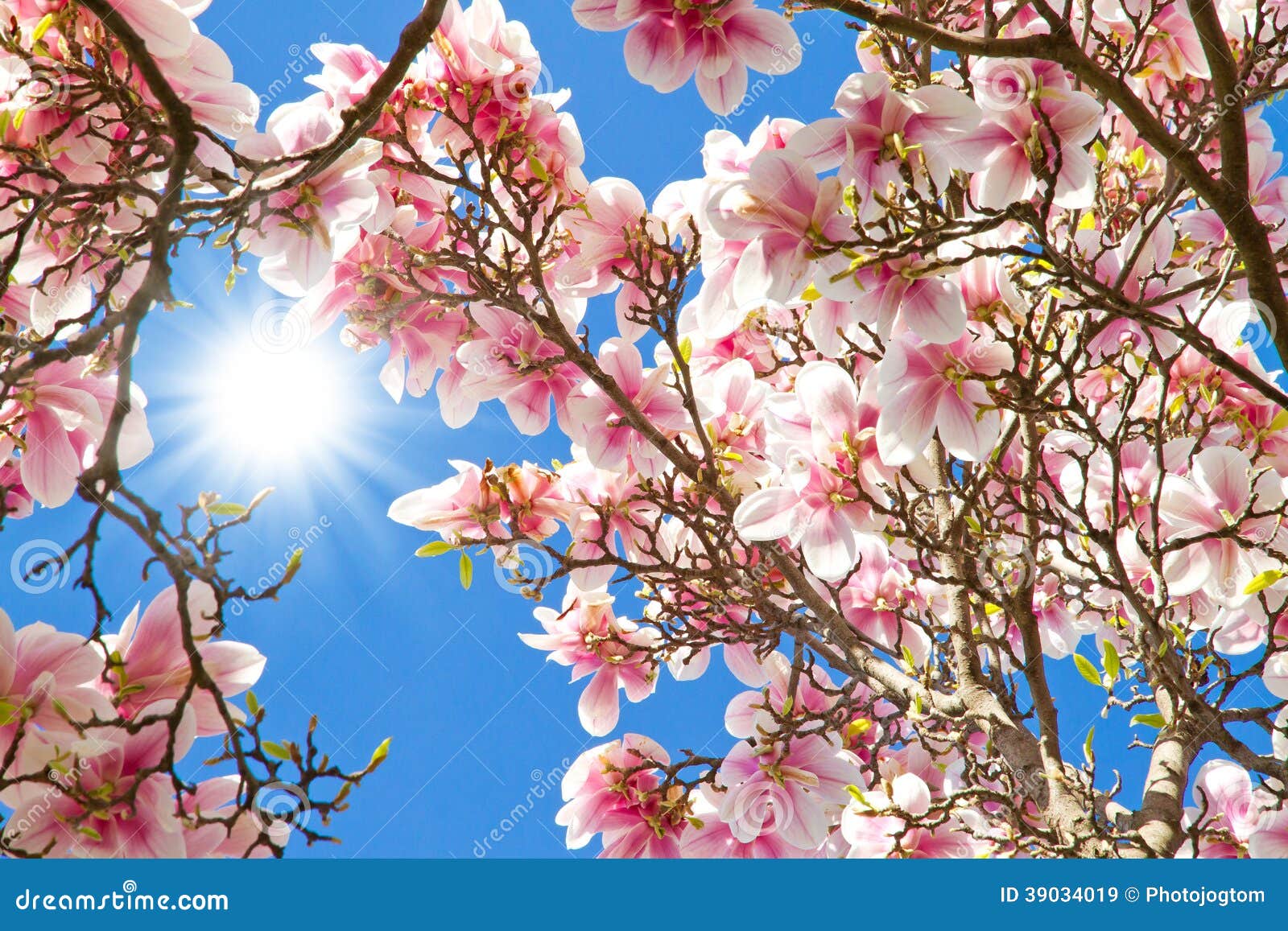 Sun Rays on a Magnolia Tree Stock Image - Image of lense, clean: 39034019