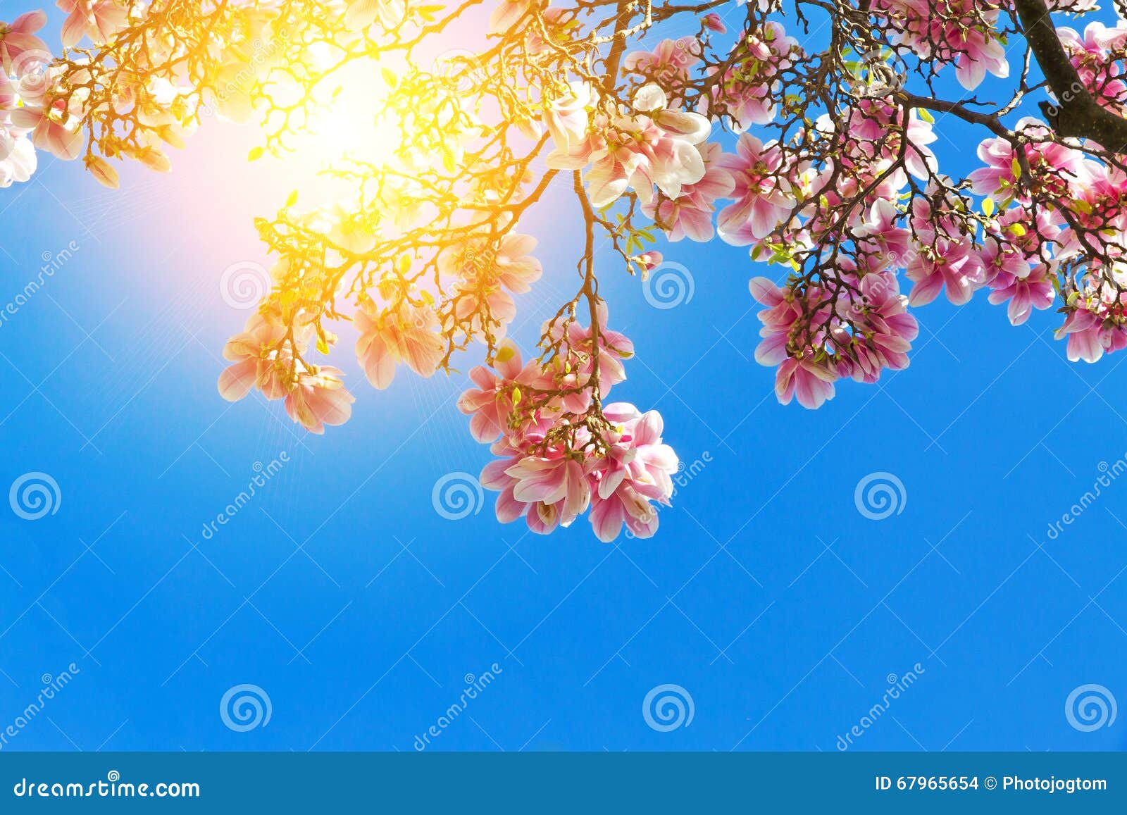 Sun Rays on a Magnolia Tree Stock Photo - Image of lense, ecology: 67965654