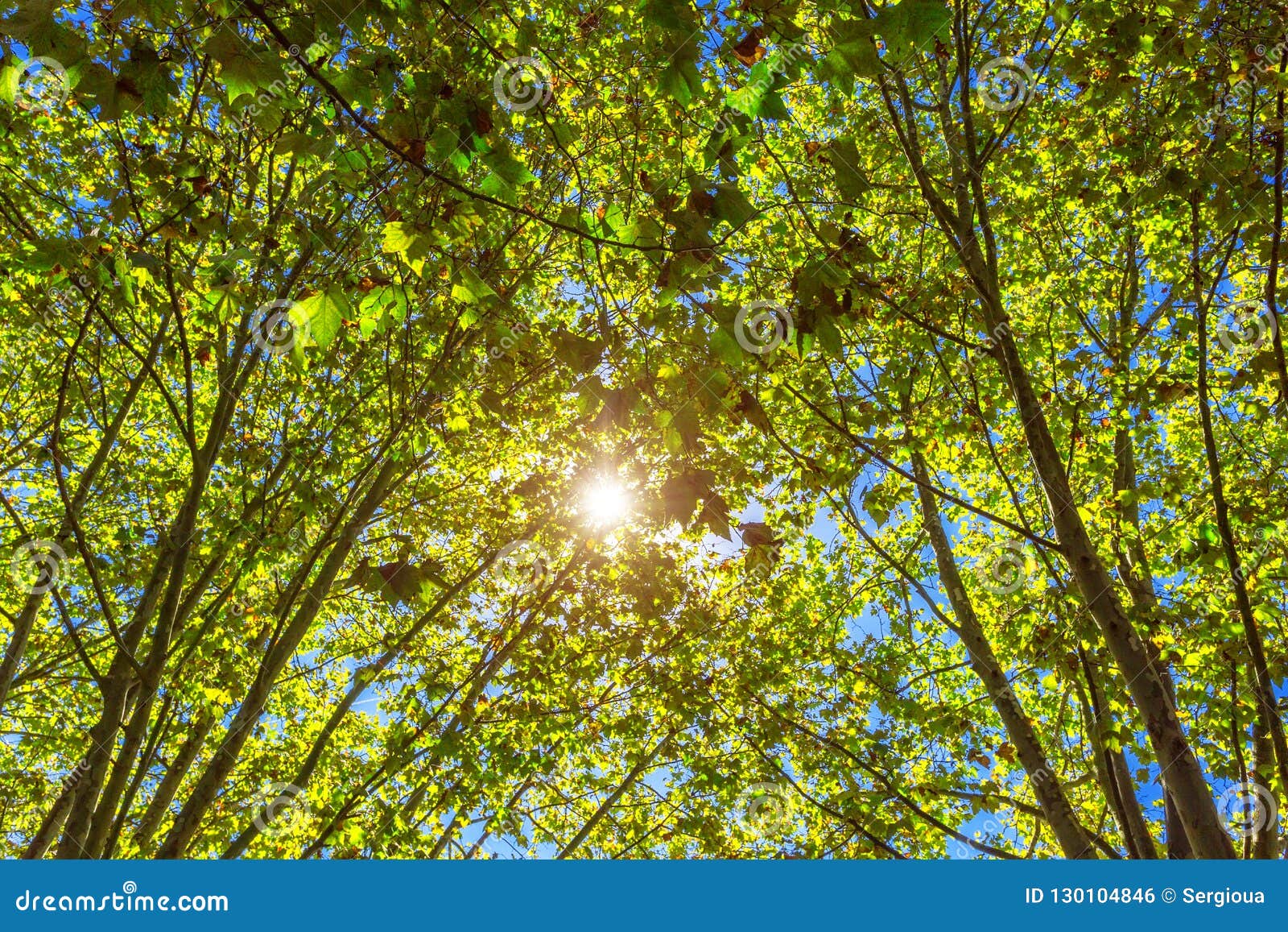 Sun Rays Make Their Way through Trees and Leaves. Stock Photo - Image ...