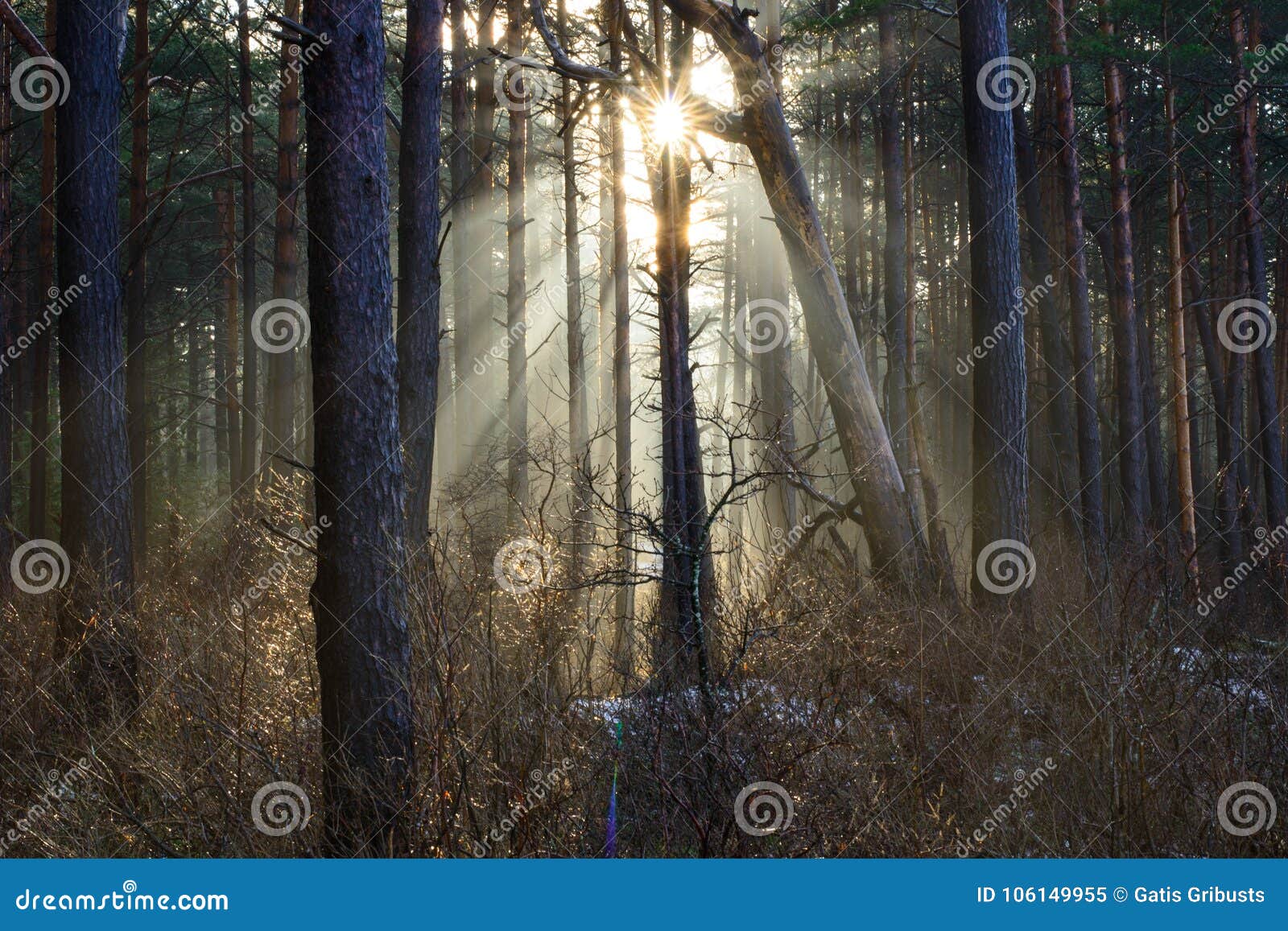 Sun Rays through Mist in Forest Stock Image - Image of park, mist ...