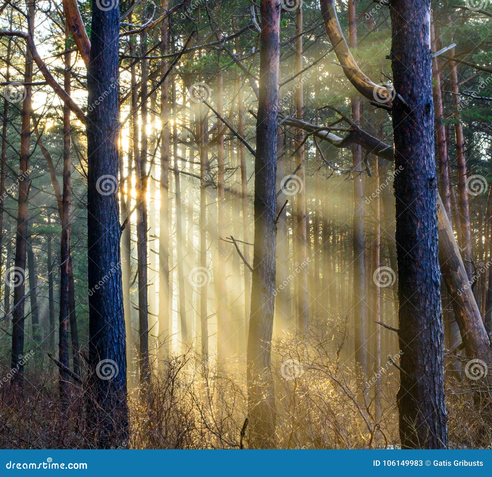 Sun Rays through Mist in Forest Stock Image - Image of nature, morning ...