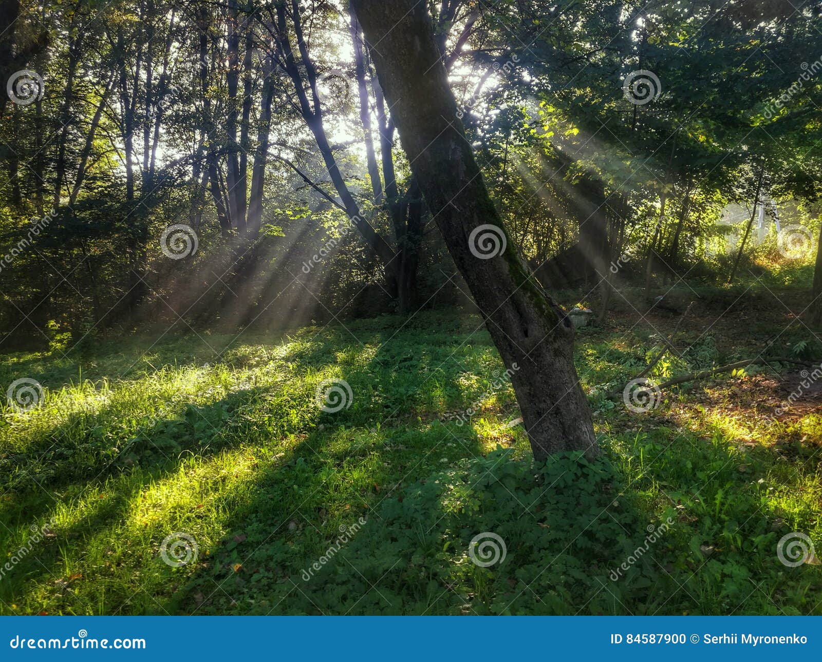 Sun rays in misty forest stock photo. Image of beauty - 84587900