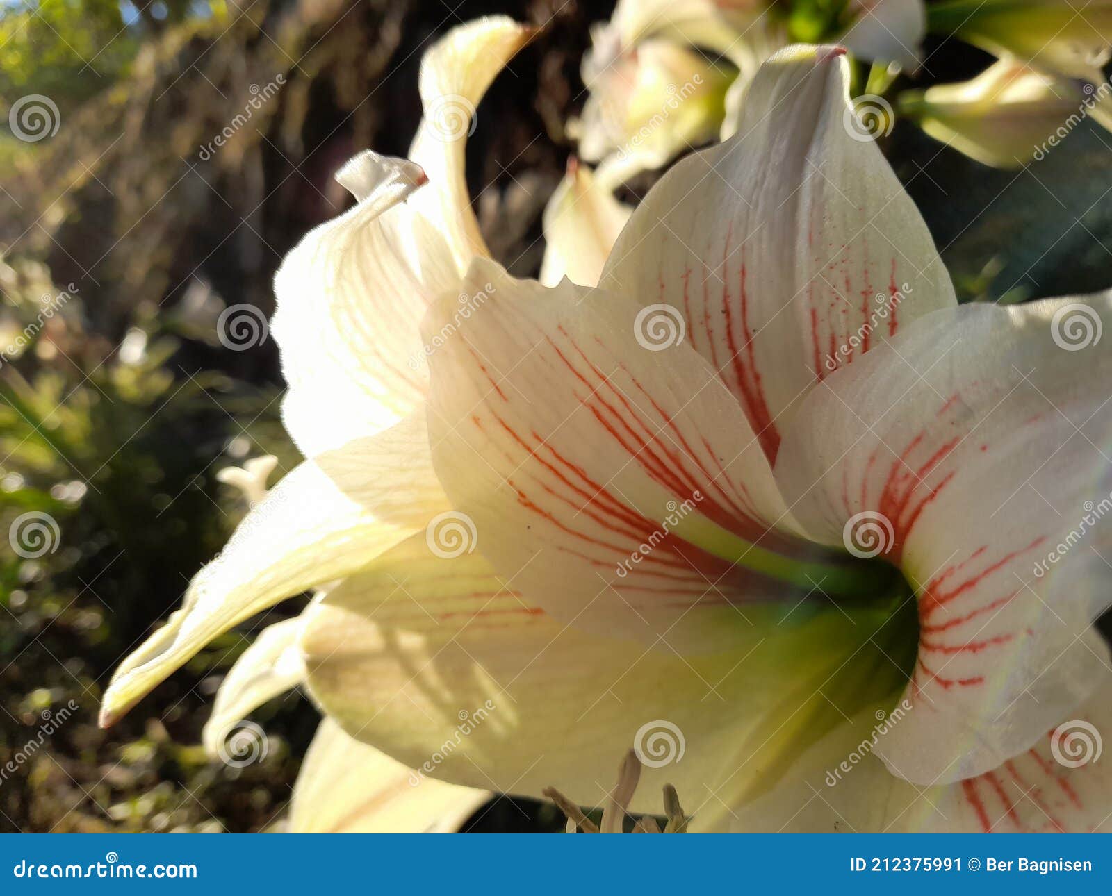 The Sun Rays and the Morning Flower S Bloom. Stock Image - Image of ...