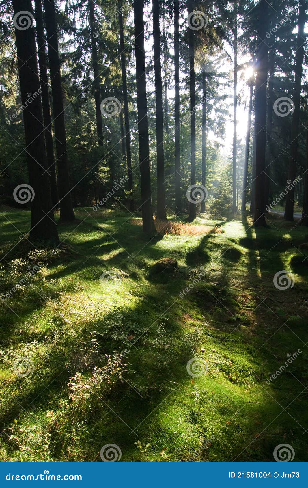 Sun Rays in the Morning Forest Stock Photo - Image of atmosphere ...