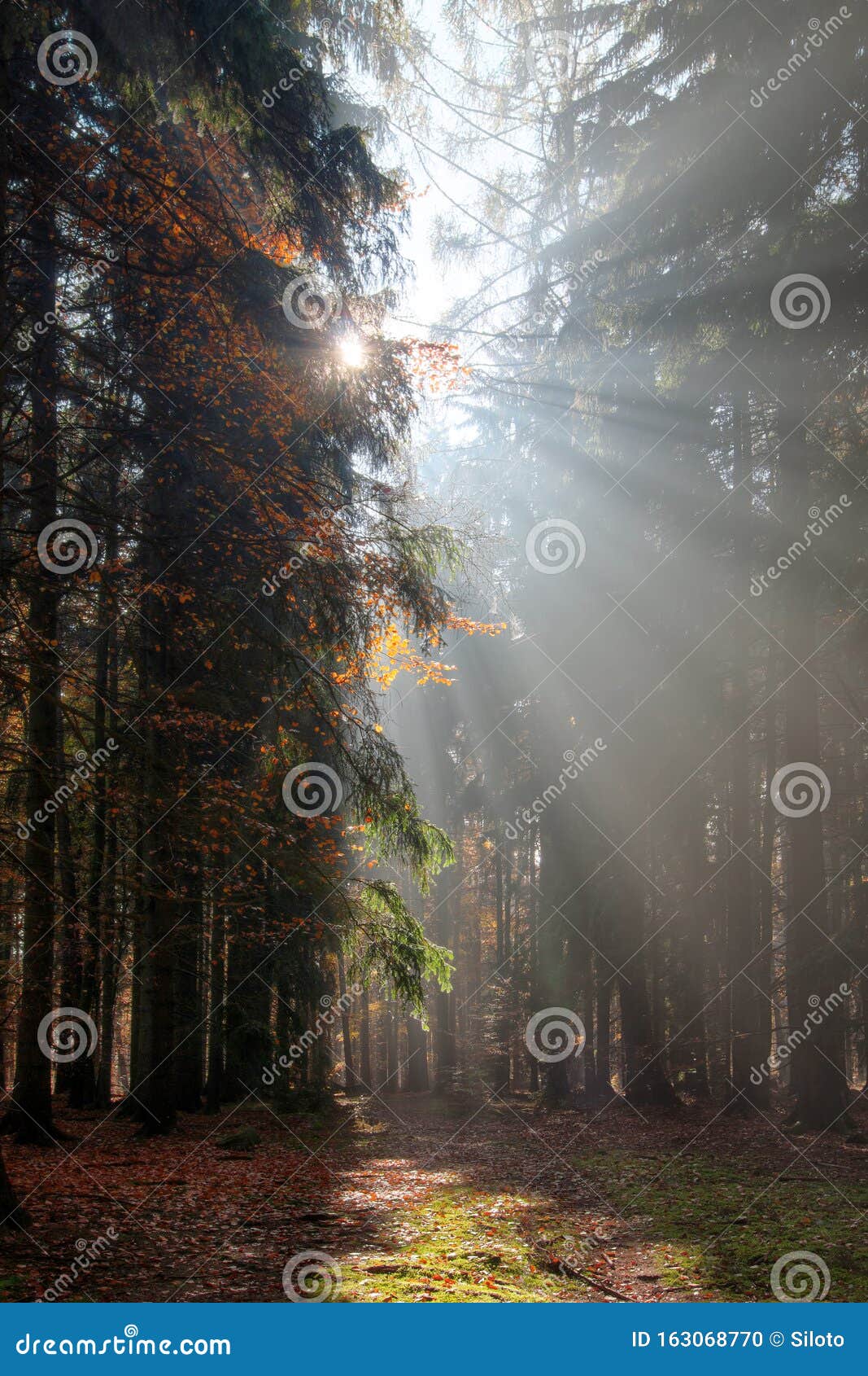 Sun Rays in the Morning Forest - God Beams Stock Photo - Image of light ...