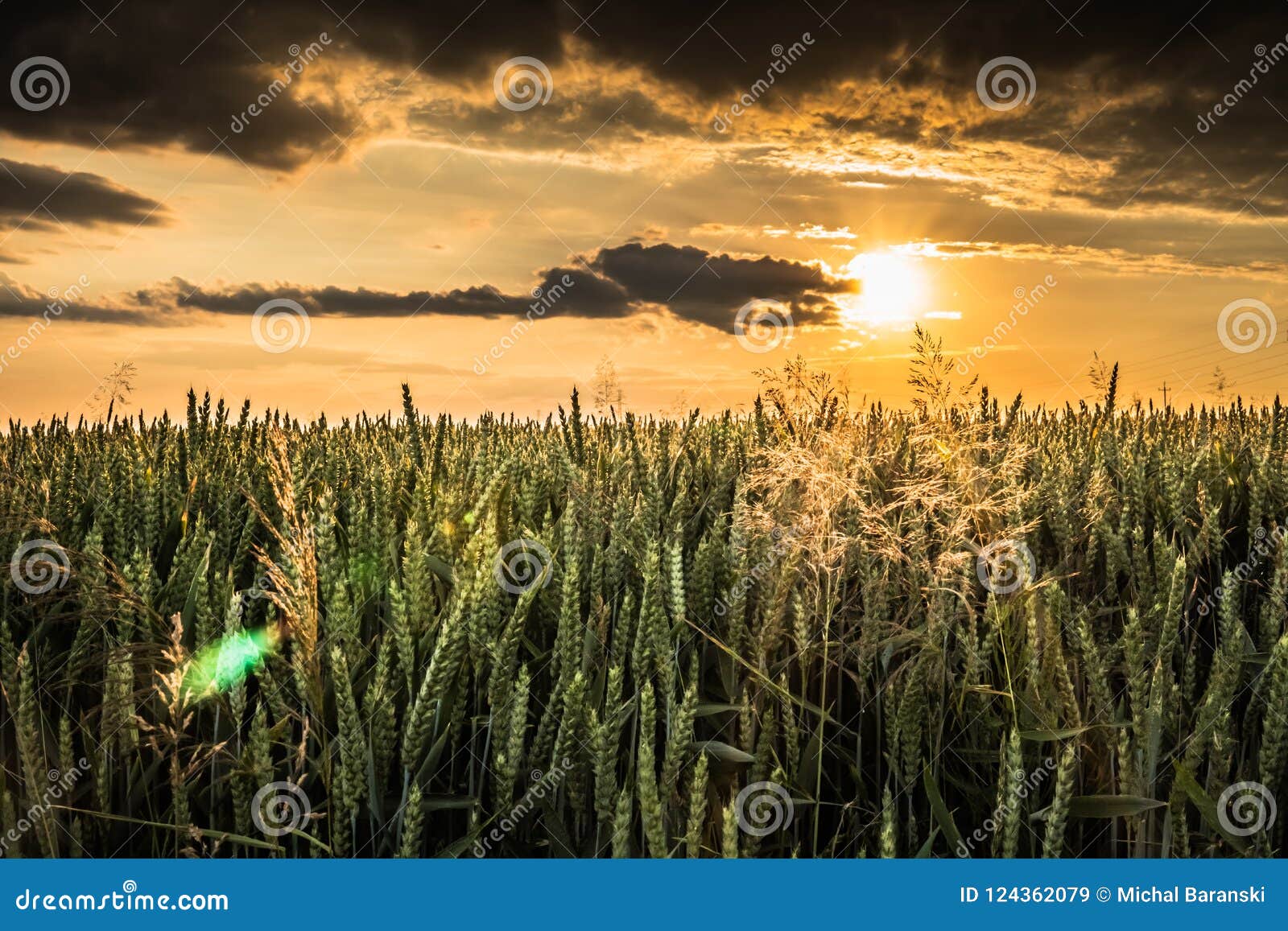 Sun rays over field stock image. Image of plant, background - 124362079