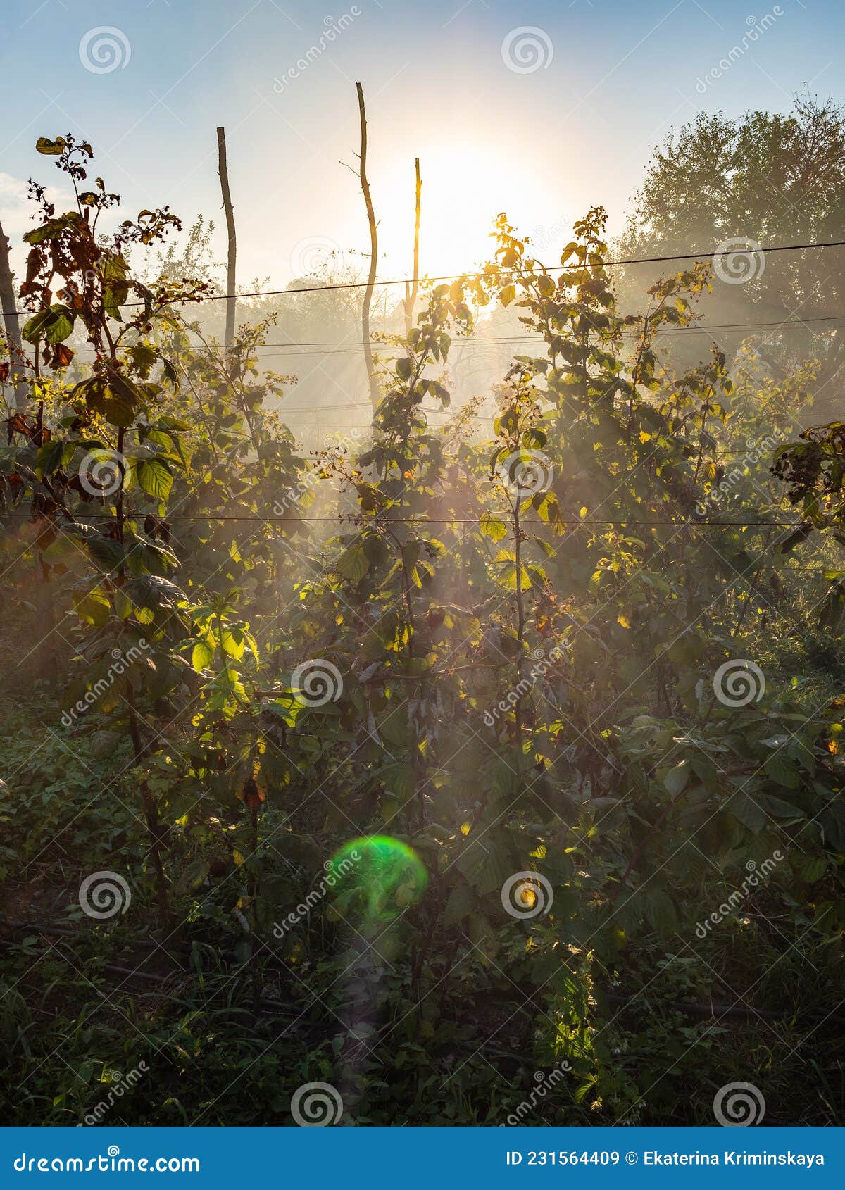 Sun Rays Over Raspberry Plants in Garden Stock Image - Image of plant ...
