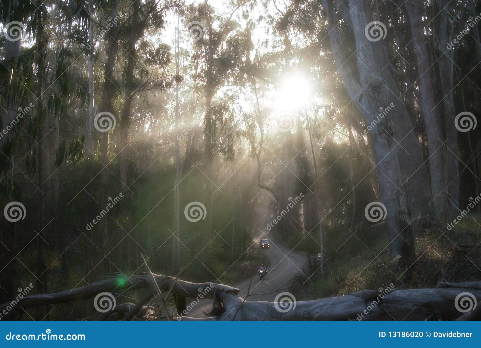 Sun Rays over the Road stock photo. Image of leaves, park - 13186020