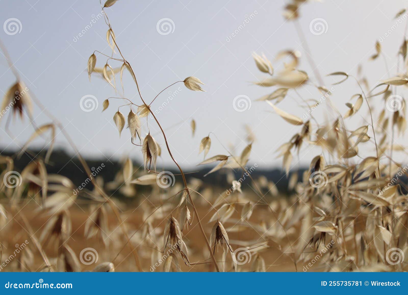 Sun Rays Over a Yellow Wheat Field. Stock Image - Image of horizon ...
