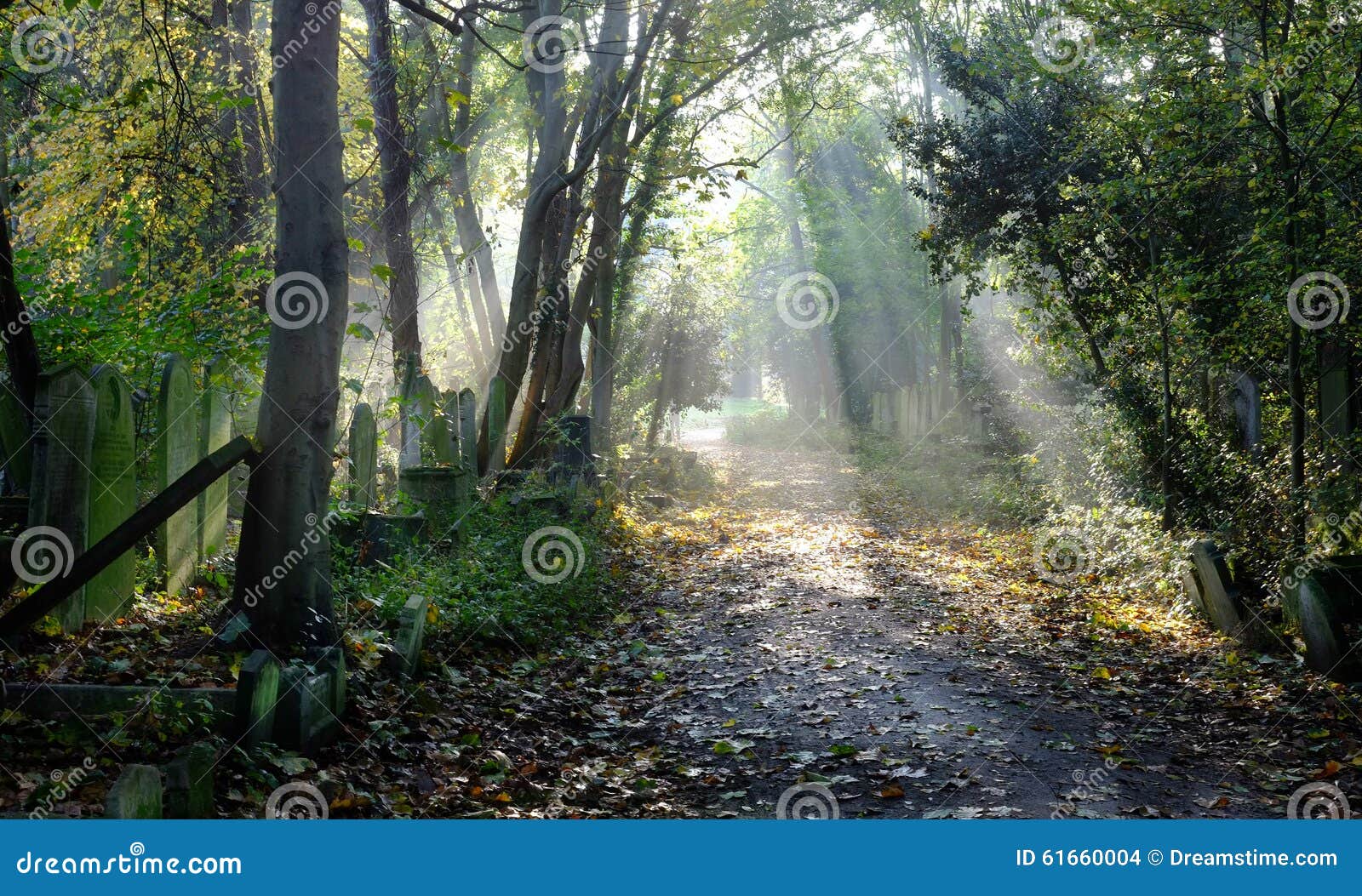 Sun Rays into Overgrown Graveyard Stock Photo - Image of dead, sunlight ...