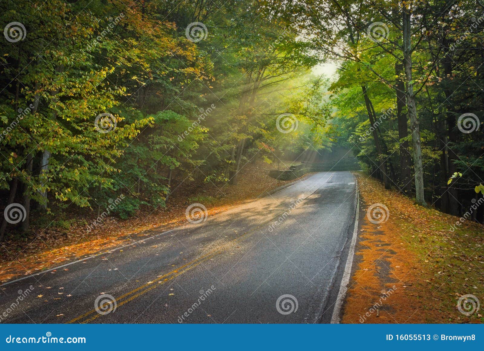 Sun Rays in Park stock image. Image of leaves, landscape - 16055513