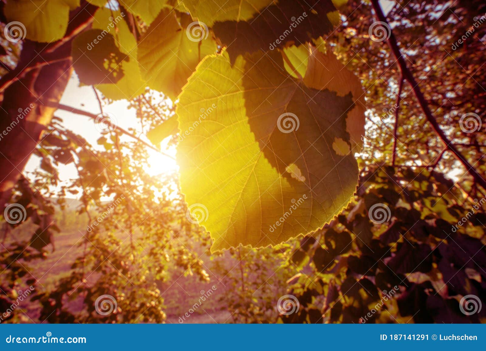 Sun Rays Passing through the Foliage Stock Image - Image of shiny ...