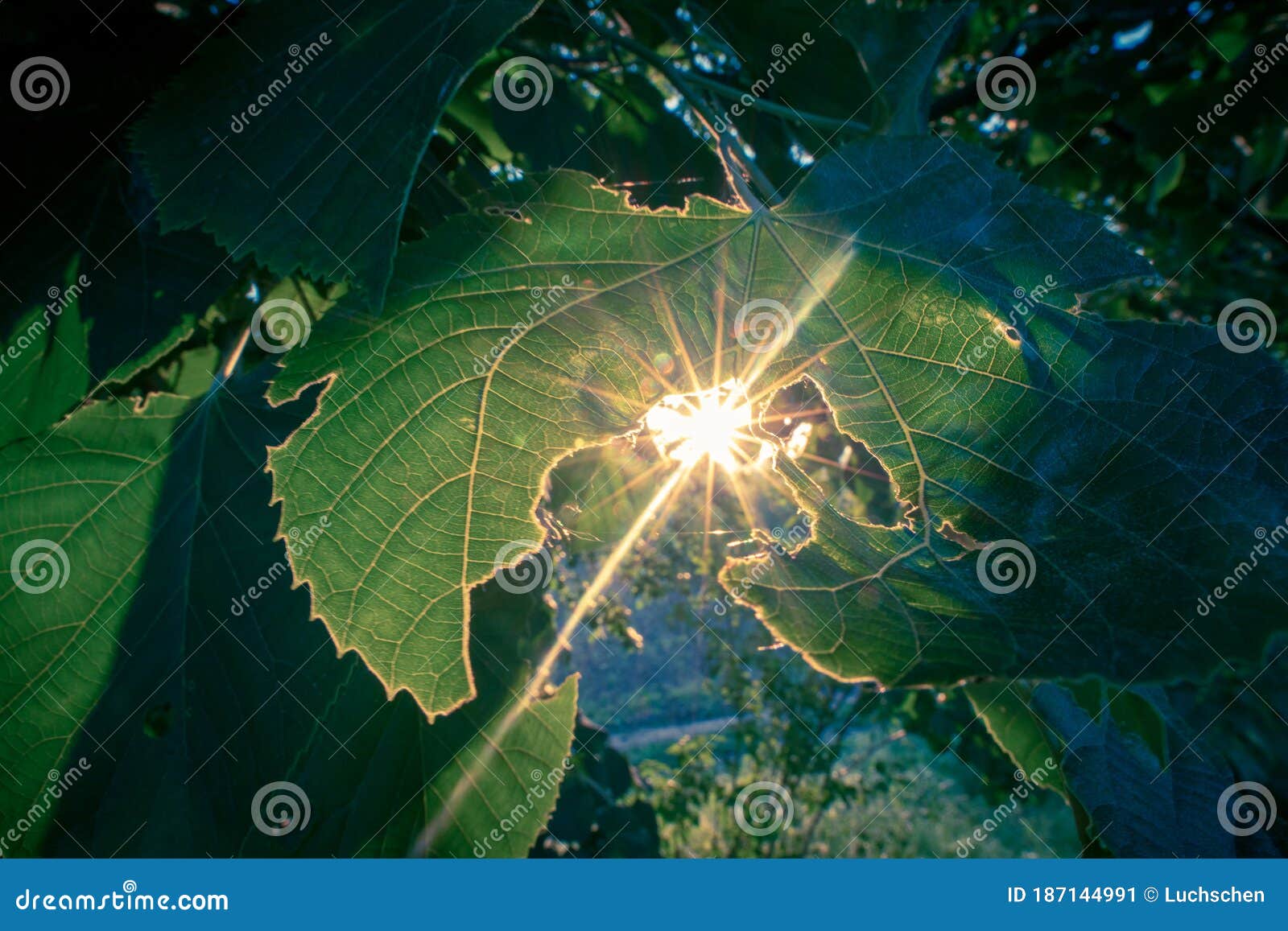 Sun Rays Passing through the Foliage Stock Image - Image of rays ...