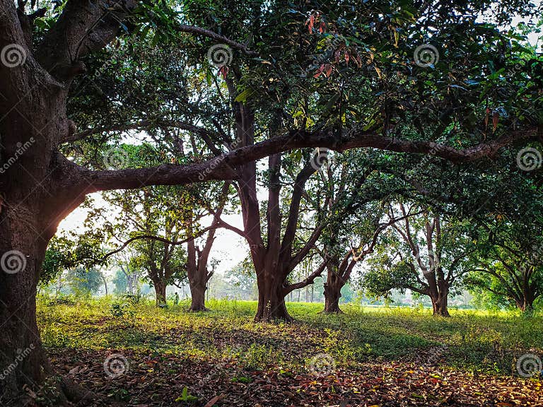 Sun Rays Passing through Indian Mango Forest Stock Photo - Image of ...