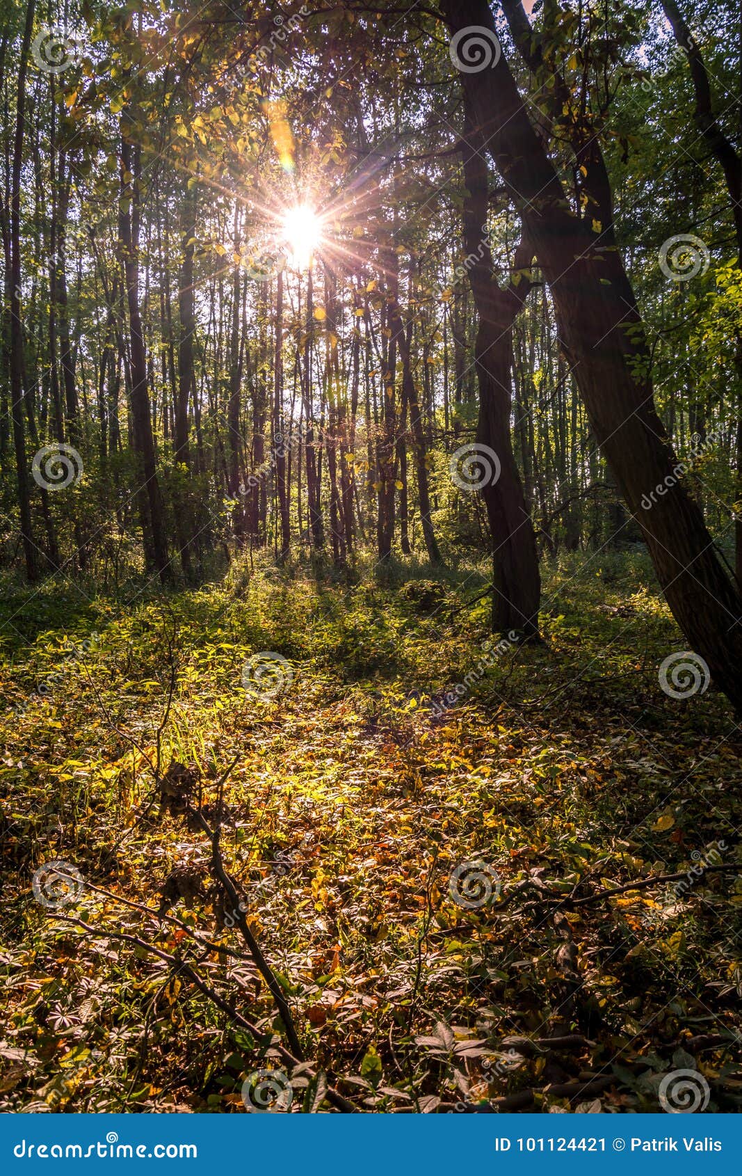 Sun Rays Passing through the Trees in Autumn Time. Stock Image - Image ...