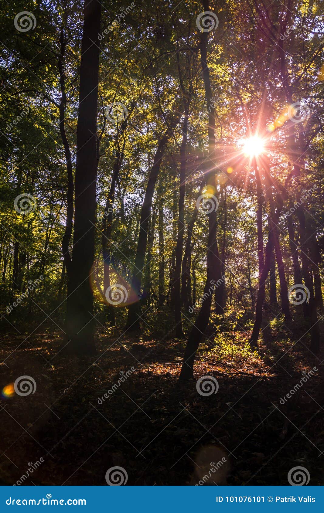 Sun Rays Passing through the Trees. Stock Image - Image of passing ...